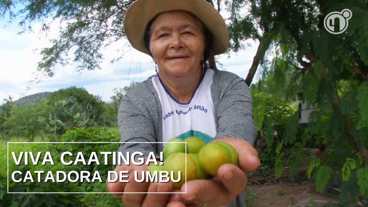 Viva Caatinga! Catadora de umbu — UNIVASF Universidade Federal do Vale do São Francisco