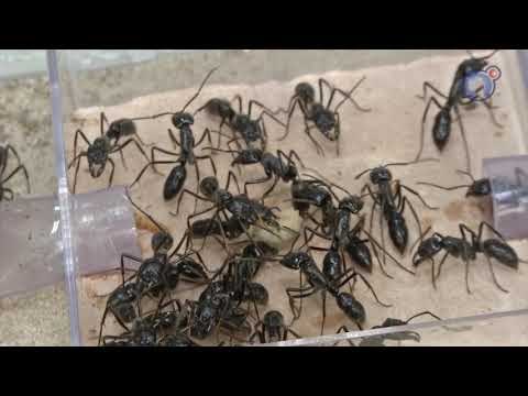 Viva Caatinga! Formiga Gigante da Caatinga — UNIVASF Universidade ...