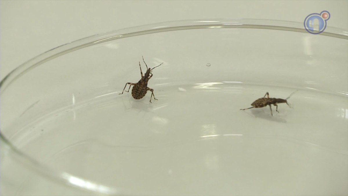 Viva Caatinga! Inseto Barbeiro — UNIVASF Universidade Federal do Vale ...