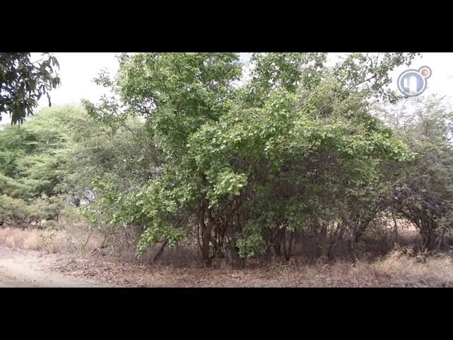 Viva Caatinga! Juazeiro — UNIVASF Universidade Federal do Vale do São ...