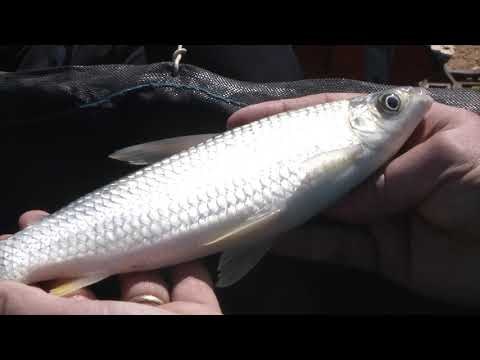 Viva Caatinga! Piau de Cheiro — UNIVASF Universidade Federal do Vale do ...