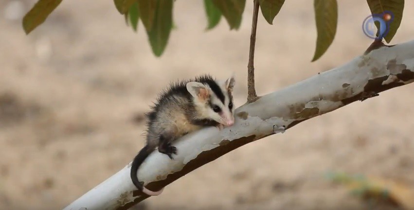 Viva Caatinga! Saruê — UNIVASF Universidade Federal do Vale do São ...